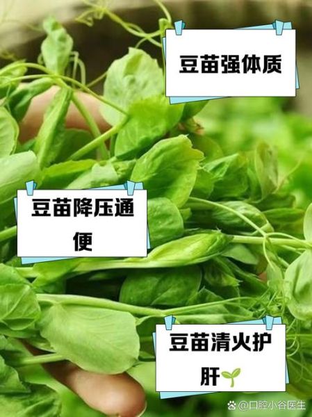 豆苗的功效与作用_孕妇可以吃豆苗吗-第1张图片-山城妙识 豆苗的功效与作用_孕妇可以吃豆苗吗-第1张图片-山城妙识