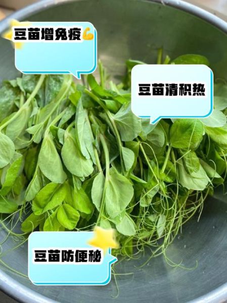 豆苗的功效与作用_孕妇可以吃豆苗吗-第2张图片-山城妙识 豆苗的功效与作用_孕妇可以吃豆苗吗-第2张图片-山城妙识