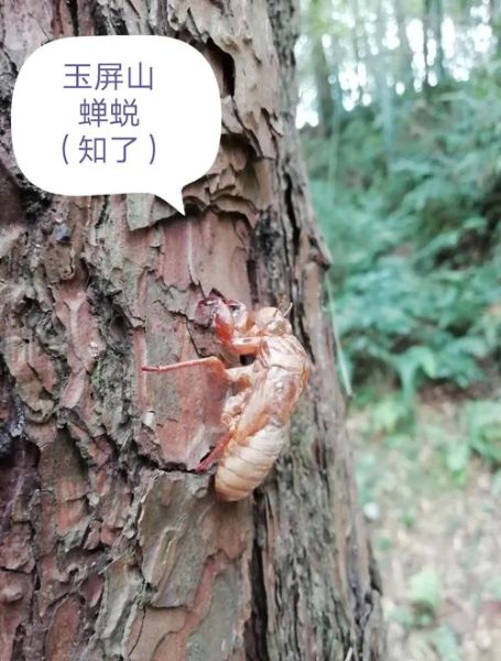蝉的生命周期有多长_蝉的幼虫在地下生活几年-第3张图片-山城妙识