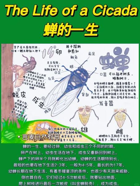 蝉的生命周期有多长_蝉的幼虫在地下生活几年-第1张图片-山城妙识