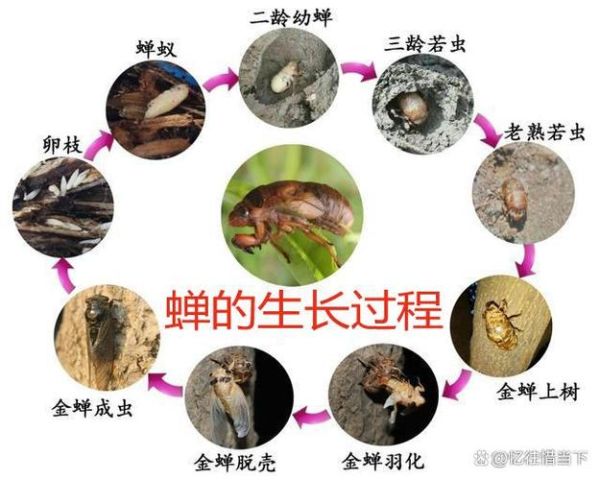 蝉的生命周期有多长_蝉的幼虫在地下生活几年-第2张图片-山城妙识