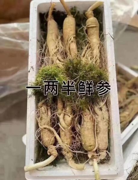 新鲜人参泡酒配方大全_人参酒怎么泡最好-第3张图片-山城妙识