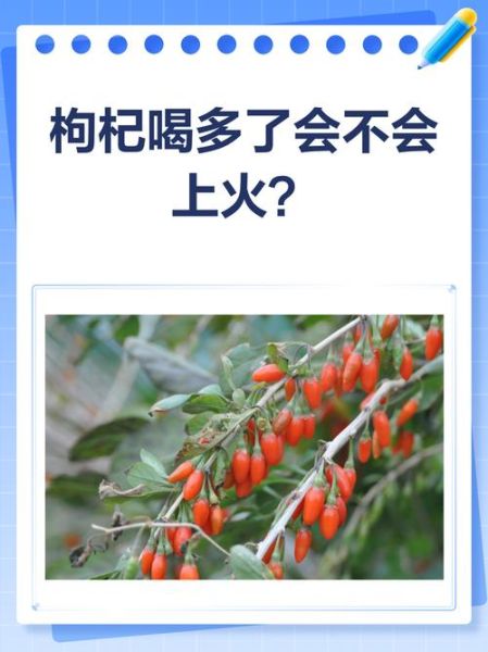 枸杞一天吃多少粒最好_枸杞吃多了会上火吗-第2张图片-山城妙识