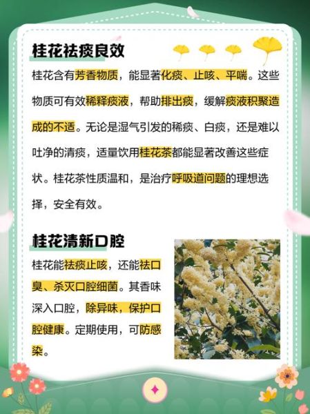 桂花有什么功效与作用_桂花泡水喝的功效-第1张图片-山城妙识 桂花有什么功效与作用_桂花泡水喝的功效-第1张图片-山城妙识