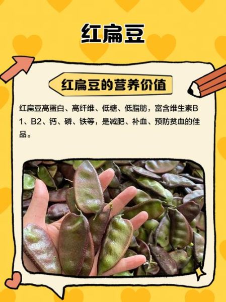 红扁豆怎么煮容易烂_红扁豆需要提前泡多久-第1张图片-山城妙识 红扁豆怎么煮容易烂_红扁豆需要提前泡多久-第1张图片-山城妙识