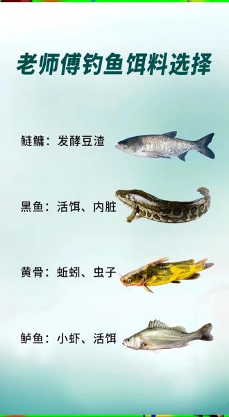 阿魏最适合钓什么鱼_阿魏钓鲫鱼鲤鱼技巧-第3张图片-山城妙识 阿魏最适合钓什么鱼_阿魏钓鲫鱼鲤鱼技巧-第3张图片-山城妙识