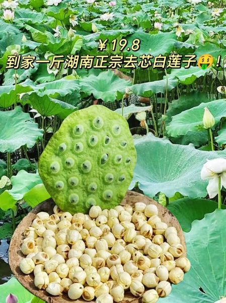 湘莲产地哪里最正宗_湘莲和莲子有什么区别-第1张图片-山城妙识 湘莲产地哪里最正宗_湘莲和莲子有什么区别-第1张图片-山城妙识