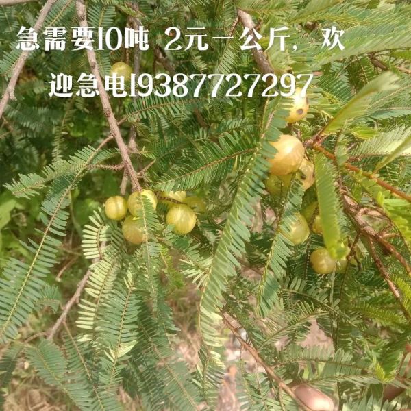 橄榄多少钱一斤_橄榄价格受哪些因素影响-第2张图片-山城妙识 橄榄多少钱一斤_橄榄价格受哪些因素影响-第2张图片-山城妙识