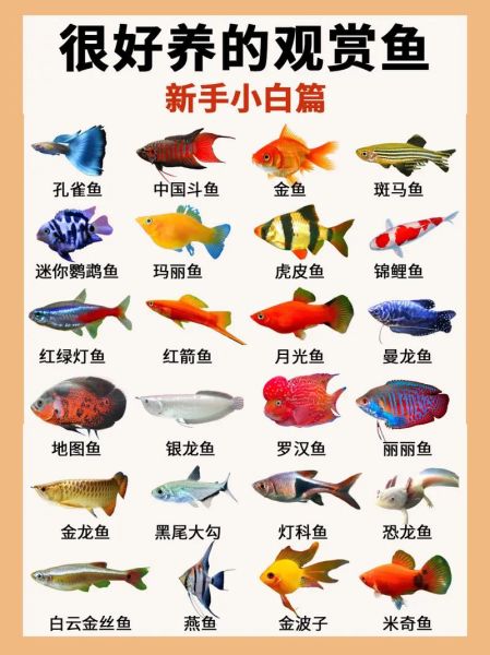 各种鱼图片大全大图_高清观赏鱼图鉴-第1张图片-山城妙识 各种鱼图片大全大图_高清观赏鱼图鉴-第1张图片-山城妙识