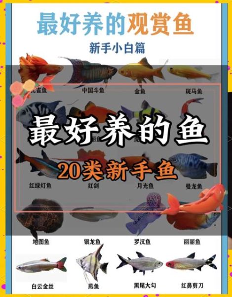 各种鱼图片大全大图_高清观赏鱼图鉴-第3张图片-山城妙识 各种鱼图片大全大图_高清观赏鱼图鉴-第3张图片-山城妙识