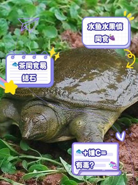 水鱼怎么养_水鱼吃什么食物-第2张图片-山城妙识 水鱼怎么养_水鱼吃什么食物-第2张图片-山城妙识