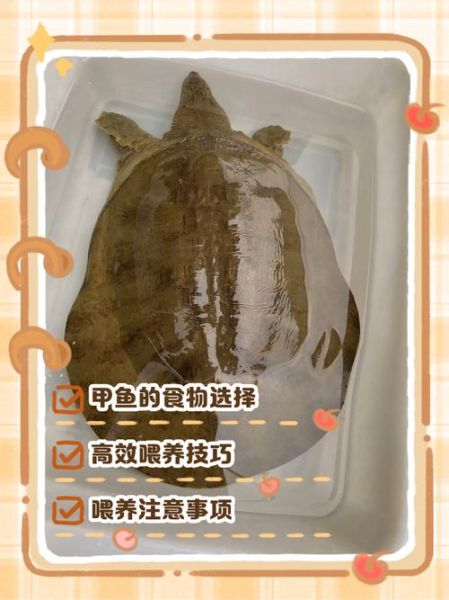 水鱼怎么养_水鱼吃什么食物-第1张图片-山城妙识 水鱼怎么养_水鱼吃什么食物-第1张图片-山城妙识