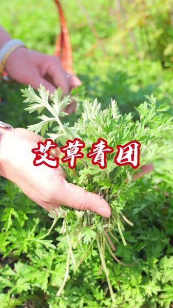 艾草团的做法_艾草团的功效与禁忌-第3张图片-山城妙识 艾草团的做法_艾草团的功效与禁忌-第3张图片-山城妙识