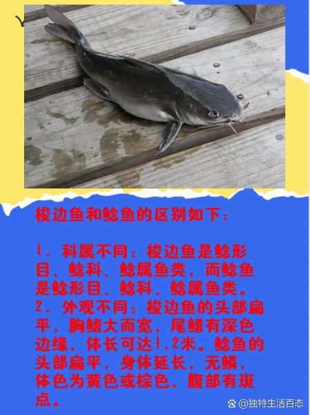 梭边鱼和鲶鱼的区别_哪个更好吃-第1张图片-山城妙识 梭边鱼和鲶鱼的区别_哪个更好吃-第1张图片-山城妙识