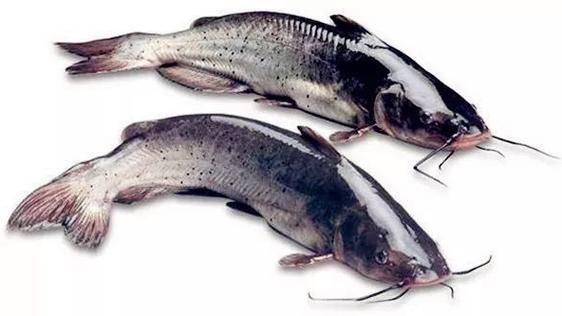 梭边鱼和鲶鱼的区别_哪个更好吃-第3张图片-山城妙识 梭边鱼和鲶鱼的区别_哪个更好吃-第3张图片-山城妙识