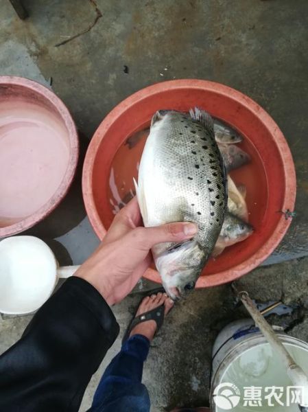 淡水鲈鱼养殖技术及成本_一亩地投入多少钱-第1张图片-山城妙识