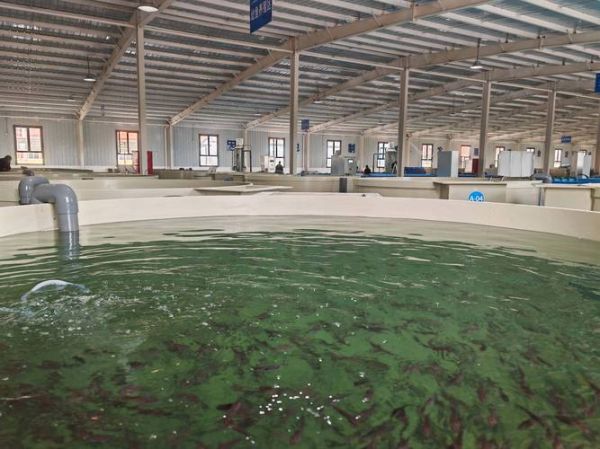 淡水鲈鱼养殖技术及成本_一亩地投入多少钱-第2张图片-山城妙识