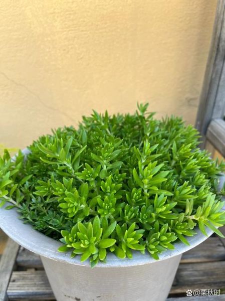 垂盆草图片长什么样_垂盆草怎么养护-第1张图片-山城妙识 垂盆草图片长什么样_垂盆草怎么养护-第1张图片-山城妙识