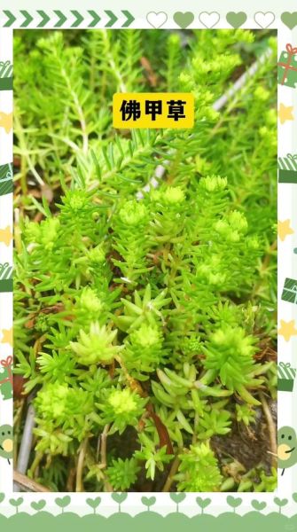 垂盆草图片长什么样_垂盆草怎么养护-第2张图片-山城妙识 垂盆草图片长什么样_垂盆草怎么养护-第2张图片-山城妙识