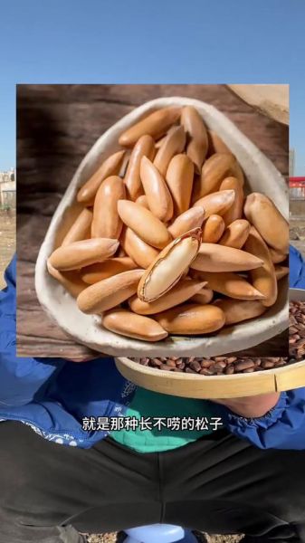 松子多少钱一斤_松子怎么挑选-第3张图片-山城妙识 松子多少钱一斤_松子怎么挑选-第3张图片-山城妙识