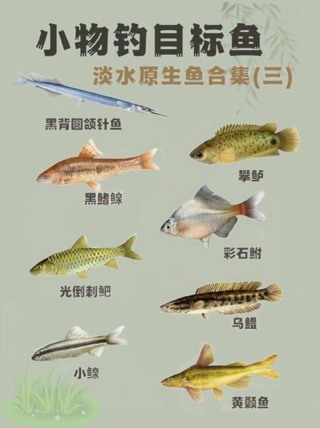 淡水鱼种类大全_常见观赏鱼有哪些-第3张图片-山城妙识 淡水鱼种类大全_常见观赏鱼有哪些-第3张图片-山城妙识