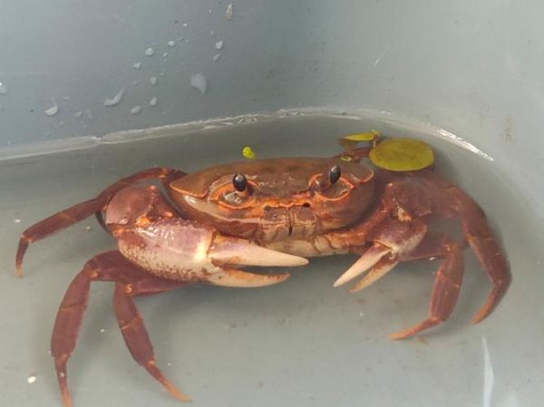 十大淡水蟹有哪些_淡水蟹品种大全-第2张图片-山城妙识 十大淡水蟹有哪些_淡水蟹品种大全-第2张图片-山城妙识