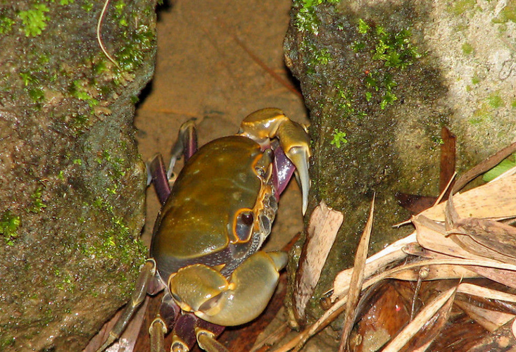 十大淡水蟹有哪些_淡水蟹品种大全-第3张图片-山城妙识 十大淡水蟹有哪些_淡水蟹品种大全-第3张图片-山城妙识