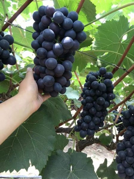 夏黑葡萄图片_夏黑葡萄怎么挑-第2张图片-山城妙识 夏黑葡萄图片_夏黑葡萄怎么挑-第2张图片-山城妙识