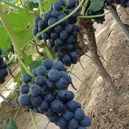 夏黑葡萄图片_夏黑葡萄怎么挑-第3张图片-山城妙识 夏黑葡萄图片_夏黑葡萄怎么挑-第3张图片-山城妙识