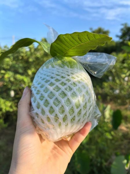 番石榴什么时候成熟_番石榴几月份采摘-第1张图片-山城妙识 番石榴什么时候成熟_番石榴几月份采摘-第1张图片-山城妙识