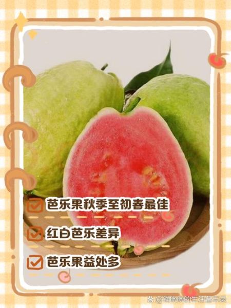 番石榴什么时候成熟_番石榴几月份采摘-第3张图片-山城妙识 番石榴什么时候成熟_番石榴几月份采摘-第3张图片-山城妙识