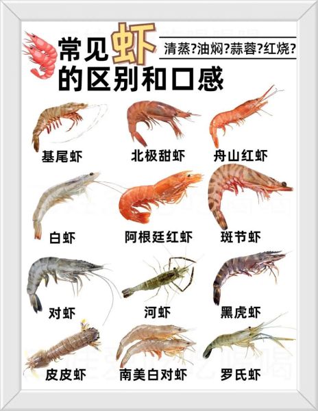 淡水虾养殖品种有哪些_新手选哪个好-第2张图片-山城妙识 淡水虾养殖品种有哪些_新手选哪个好-第2张图片-山城妙识