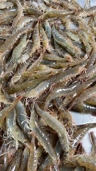 淡水虾养殖品种有哪些_新手选哪个好-第1张图片-山城妙识 淡水虾养殖品种有哪些_新手选哪个好-第1张图片-山城妙识