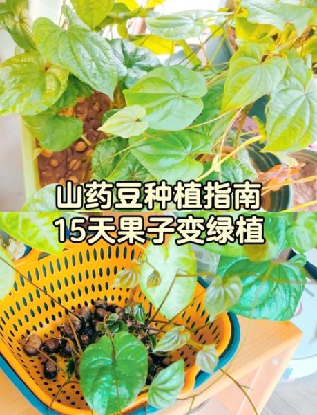 山药豆发芽会中毒吗_山药豆发芽能吃吗-第2张图片-山城妙识