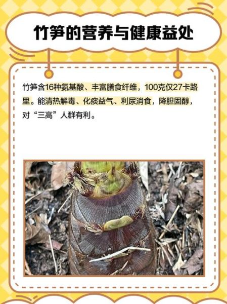 毛竹笋的功效与作用_毛竹笋怎么吃最营养-第1张图片-山城妙识