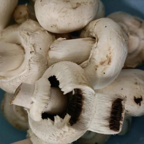 白蘑菇里面发黑能吃吗_蘑菇变黑原因-第2张图片-山城妙识