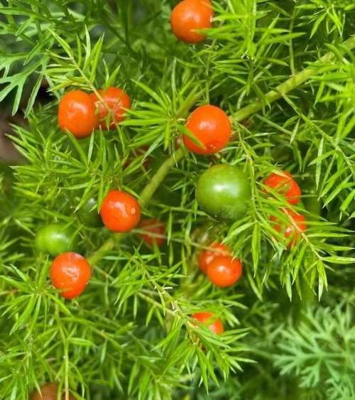 天门冬图片功效与作用_怎么吃效果最好-第3张图片-山城妙识 天门冬图片功效与作用_怎么吃效果最好-第3张图片-山城妙识