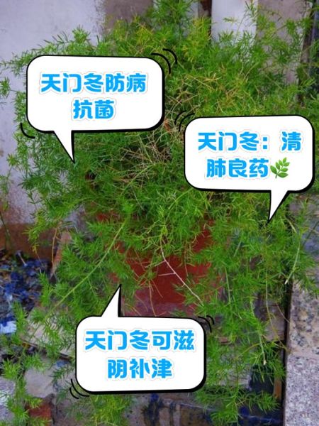 天门冬图片功效与作用_怎么吃效果最好-第2张图片-山城妙识 天门冬图片功效与作用_怎么吃效果最好-第2张图片-山城妙识