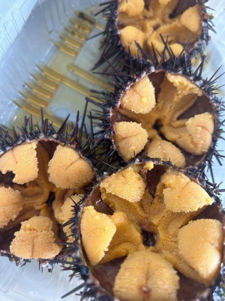 吃海胆的禁忌_海胆不能和什么一起吃-第2张图片-山城妙识 吃海胆的禁忌_海胆不能和什么一起吃-第2张图片-山城妙识