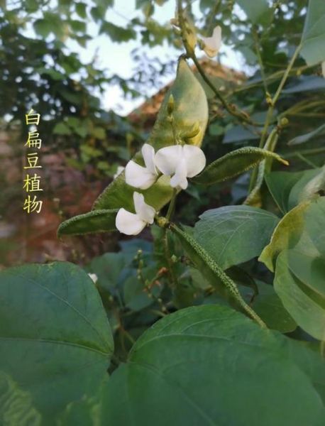 小扁豆的营养价值_小扁豆怎么吃最健康-第1张图片-山城妙识 小扁豆的营养价值_小扁豆怎么吃最健康-第1张图片-山城妙识