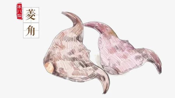 菱角简笔画怎么画_菱角图片大全-第2张图片-山城妙识 菱角简笔画怎么画_菱角图片大全-第2张图片-山城妙识