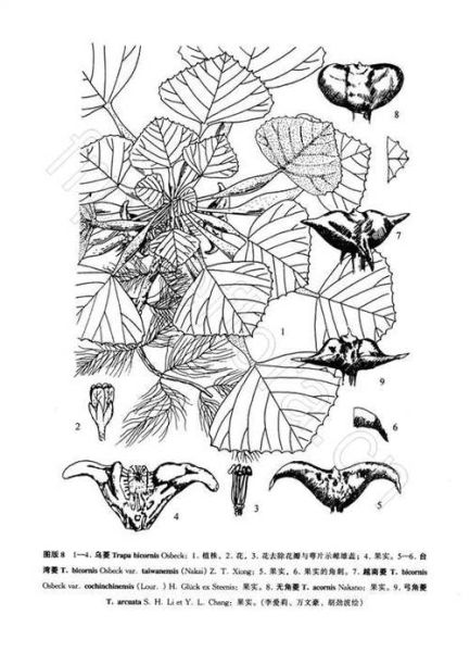 菱角简笔画怎么画_菱角图片大全-第1张图片-山城妙识 菱角简笔画怎么画_菱角图片大全-第1张图片-山城妙识