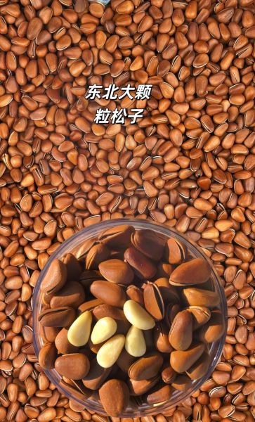 松子怎么吃_松子一天吃多少粒合适-第2张图片-山城妙识 松子怎么吃_松子一天吃多少粒合适-第2张图片-山城妙识