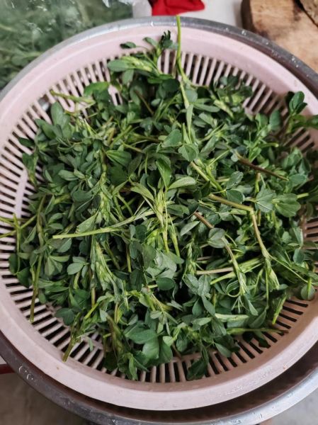 苜蓿怎么做好吃_苜蓿的做法视频教学-第1张图片-山城妙识 苜蓿怎么做好吃_苜蓿的做法视频教学-第1张图片-山城妙识