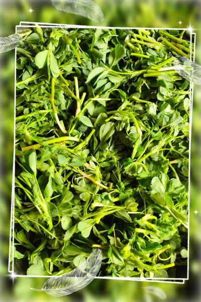 苜蓿怎么做好吃_苜蓿的做法视频教学-第3张图片-山城妙识 苜蓿怎么做好吃_苜蓿的做法视频教学-第3张图片-山城妙识