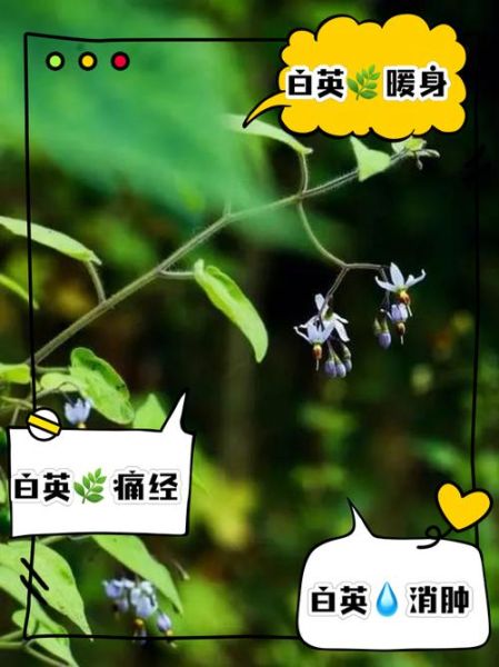 白英的功效与作用_白英能治什么病-第2张图片-山城妙识 白英的功效与作用_白英能治什么病-第2张图片-山城妙识