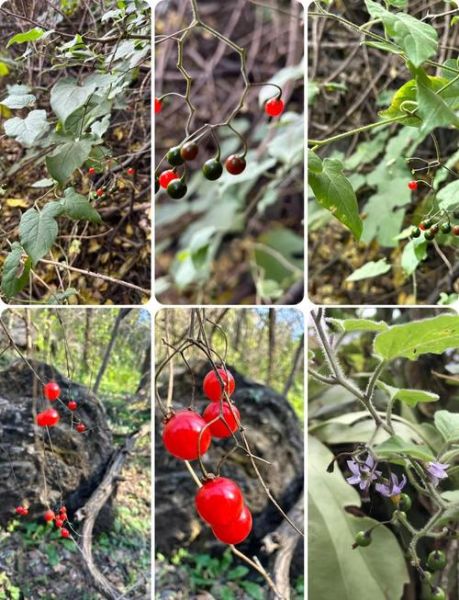 白英的功效与作用_白英能治什么病-第3张图片-山城妙识 白英的功效与作用_白英能治什么病-第3张图片-山城妙识