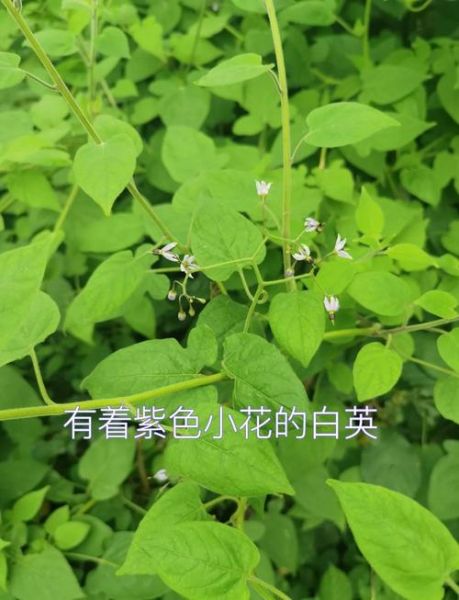 白英的功效与作用_白英能治什么病-第1张图片-山城妙识 白英的功效与作用_白英能治什么病-第1张图片-山城妙识