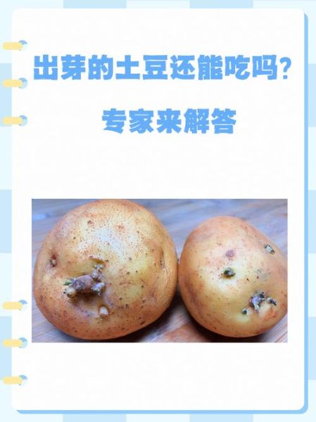 土豆发芽了怎么处理才能吃_发芽土豆去芽后还能吃吗-第2张图片-山城妙识 土豆发芽了怎么处理才能吃_发芽土豆去芽后还能吃吗-第2张图片-山城妙识