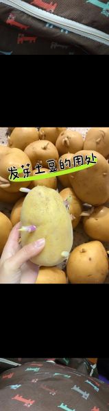 土豆发芽了还能不能吃_土豆发芽怎么处理才安全-第3张图片-山城妙识